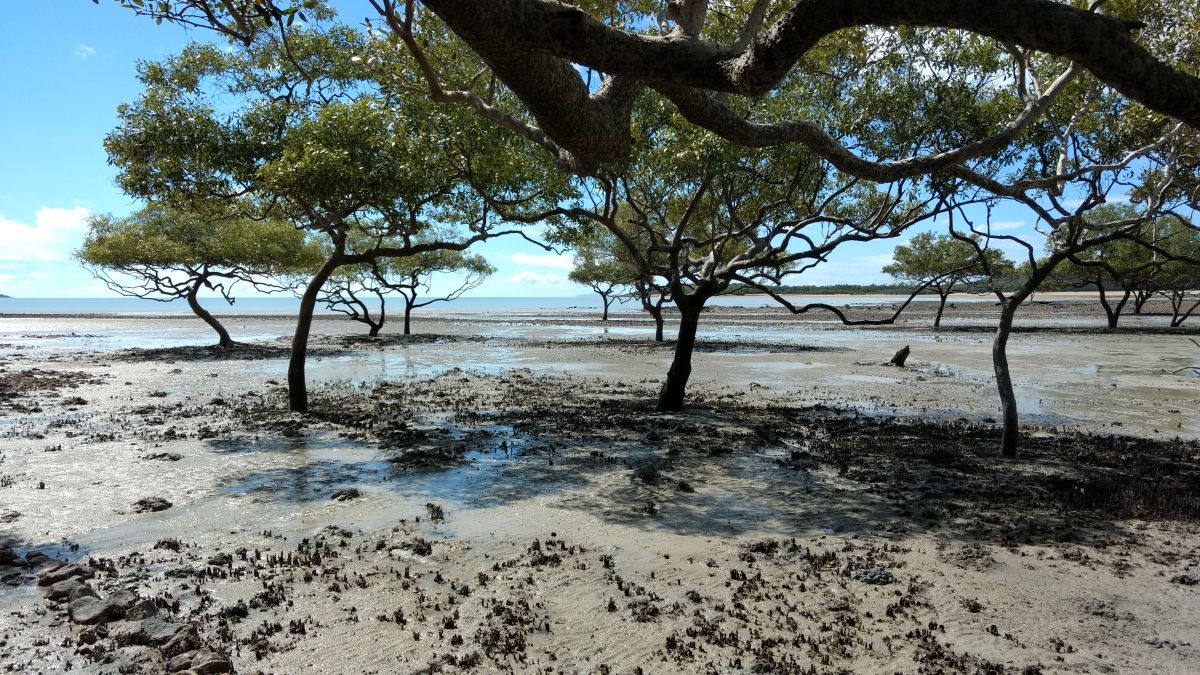 Queensland Coast: Postcard from Clairview, Central Queensland