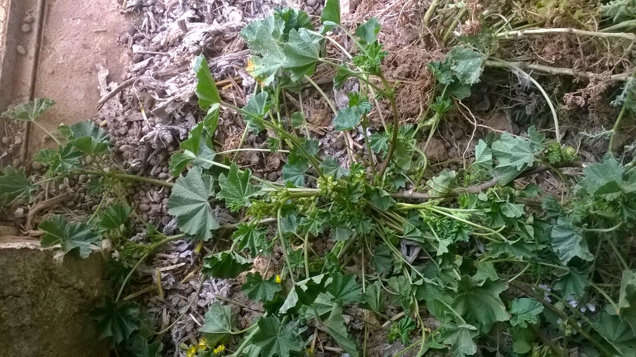 La vida entre rocas: Hierbas para los conejos