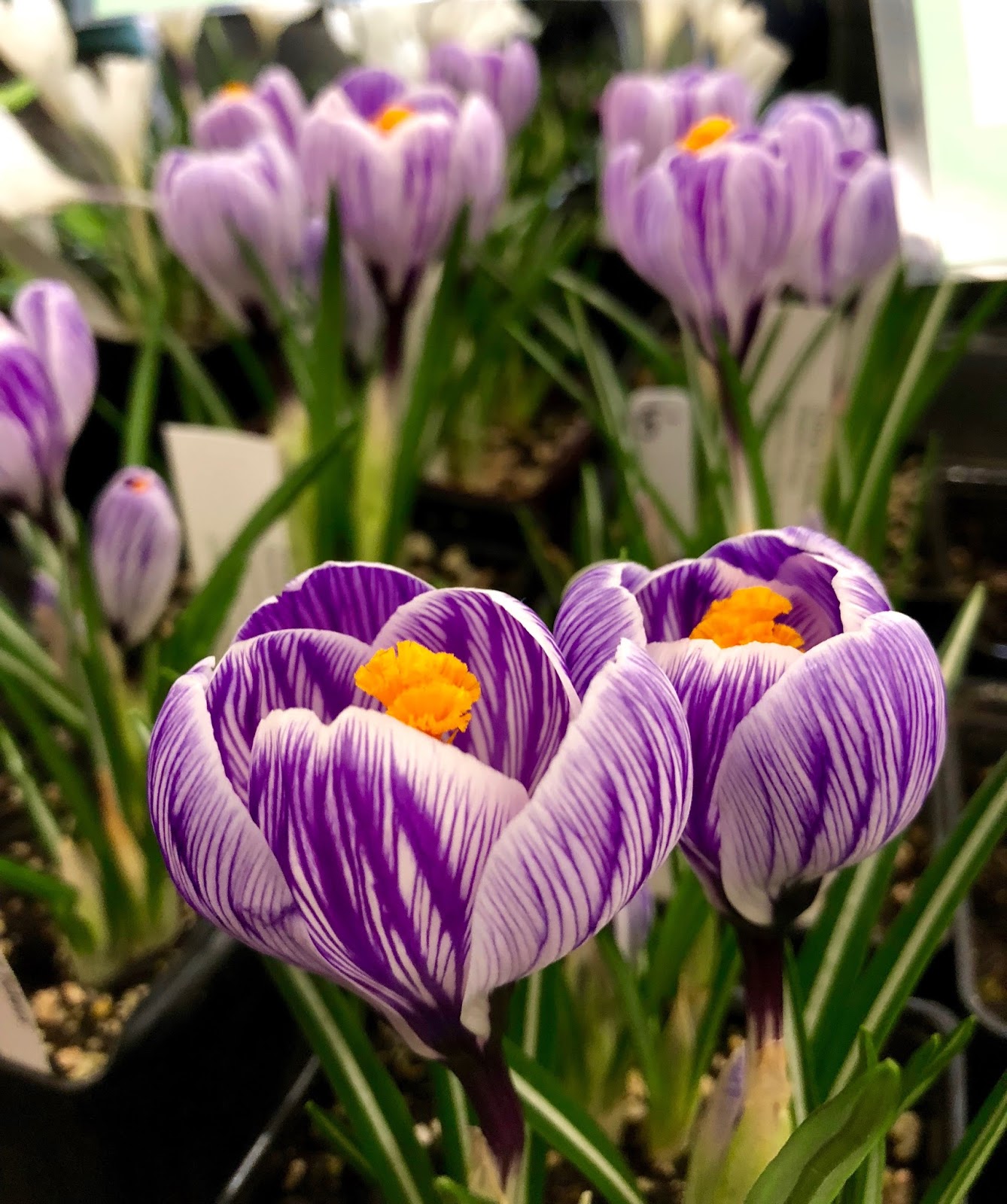 Bonney Lassie: The NHS Spring Ephemeral Plant Sale (And What I Bought)