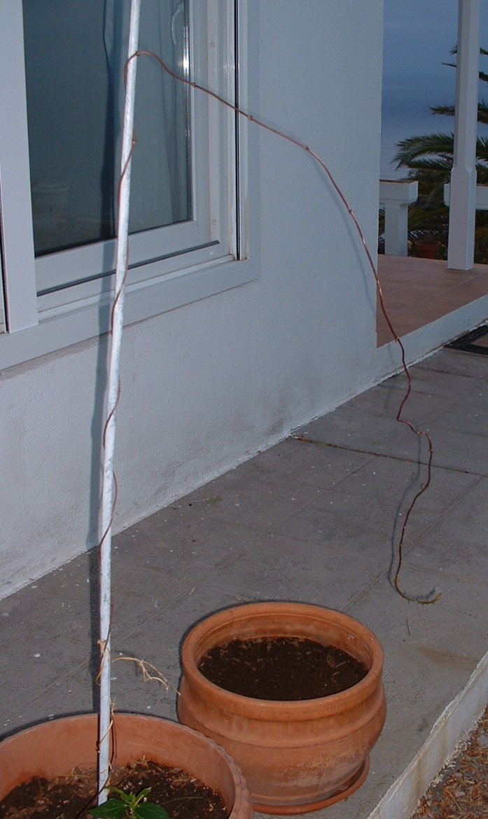 Oleander: Dioscorea batata (Chinesische Yams)