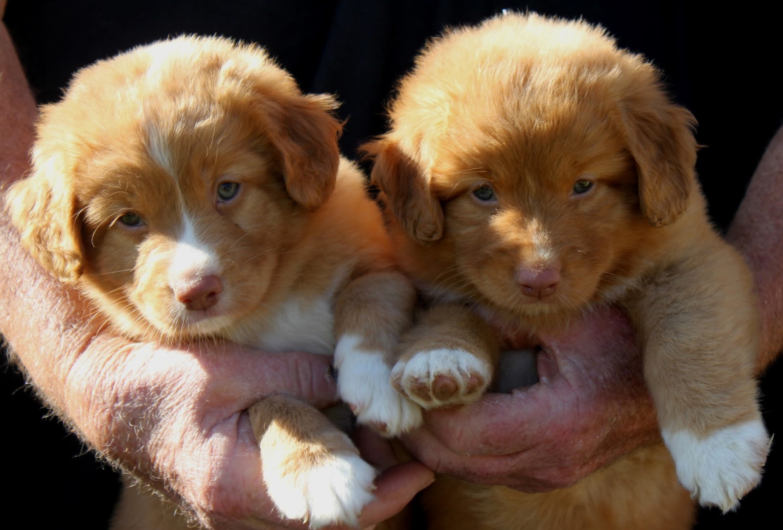 Toller Puppies