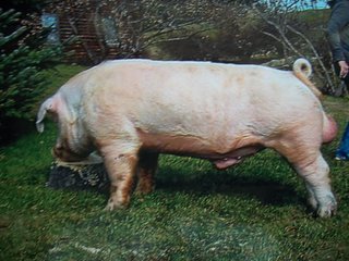 John's Swine Blog: Big Track Chester White Boar