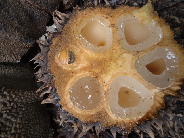 TAGUA: TAGUA WORKSHOP