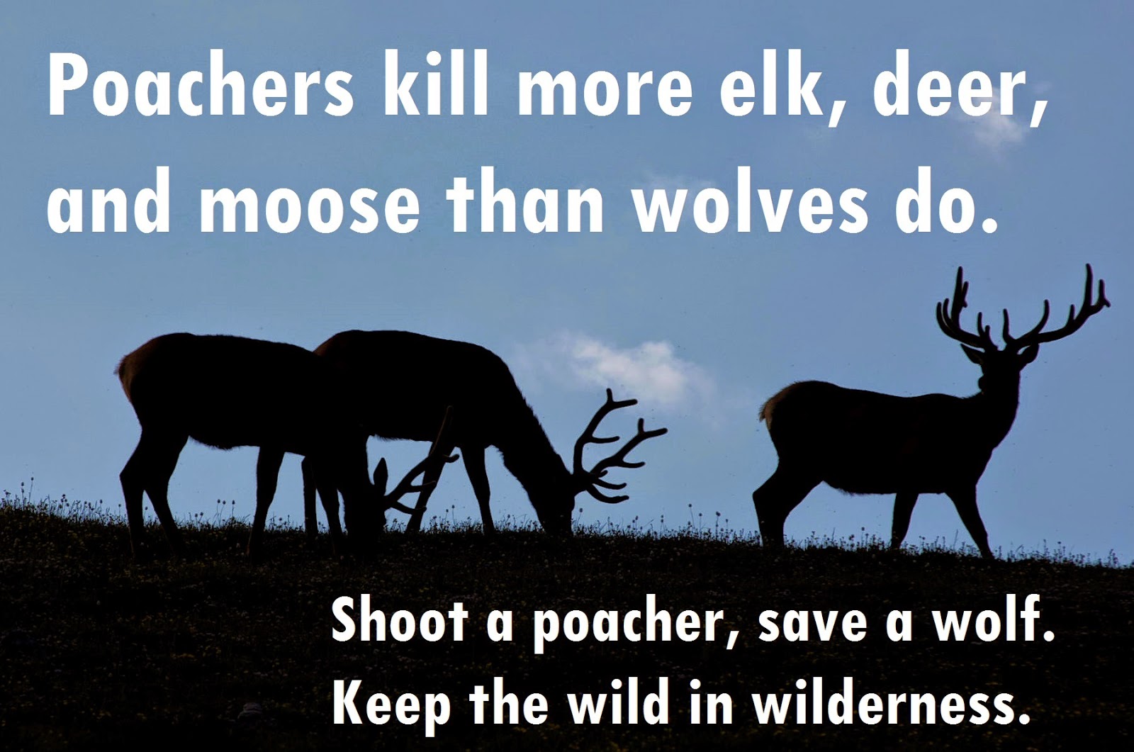 Terrierman's Daily Dose: Shoot a Poacher, Save a Wolf