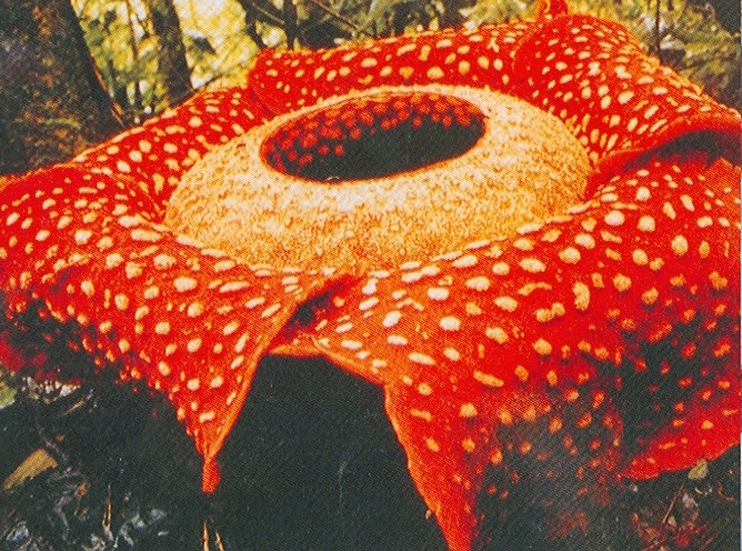 Kedurang Indah: Bunga Rafflesia Arnoldi, Asli Indonesia