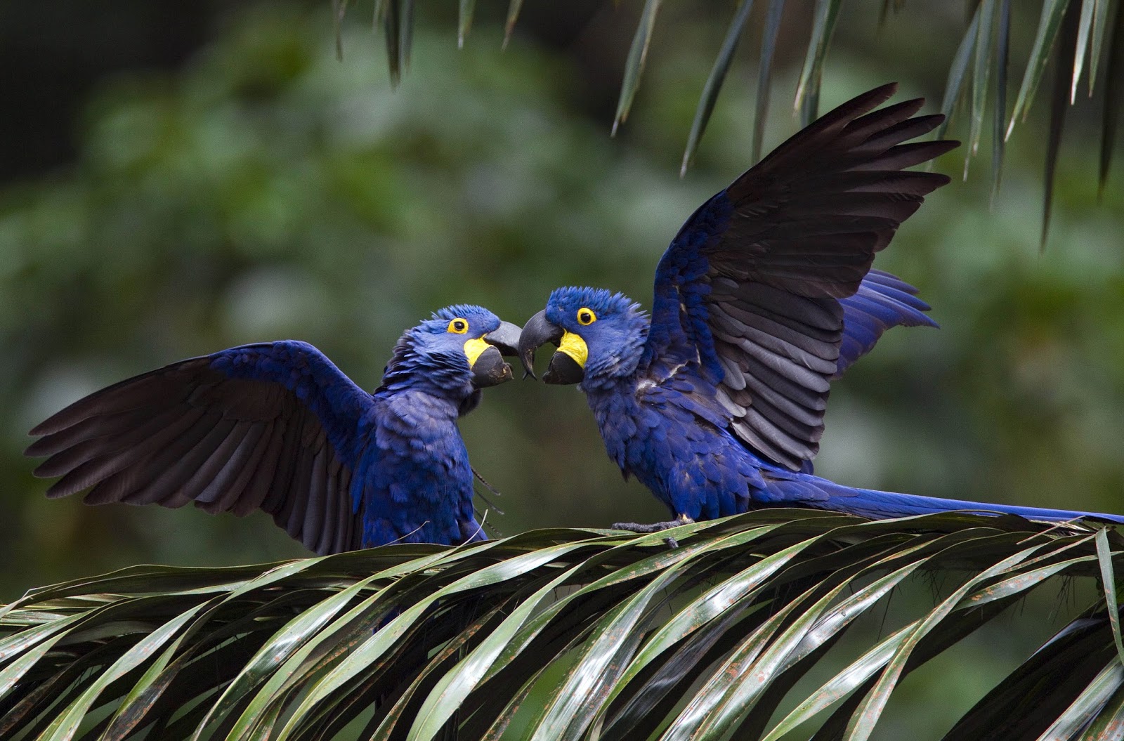 Waldyr Silva - Ano IX: Vale expõe fotos do Projeto de Conservação de ...
