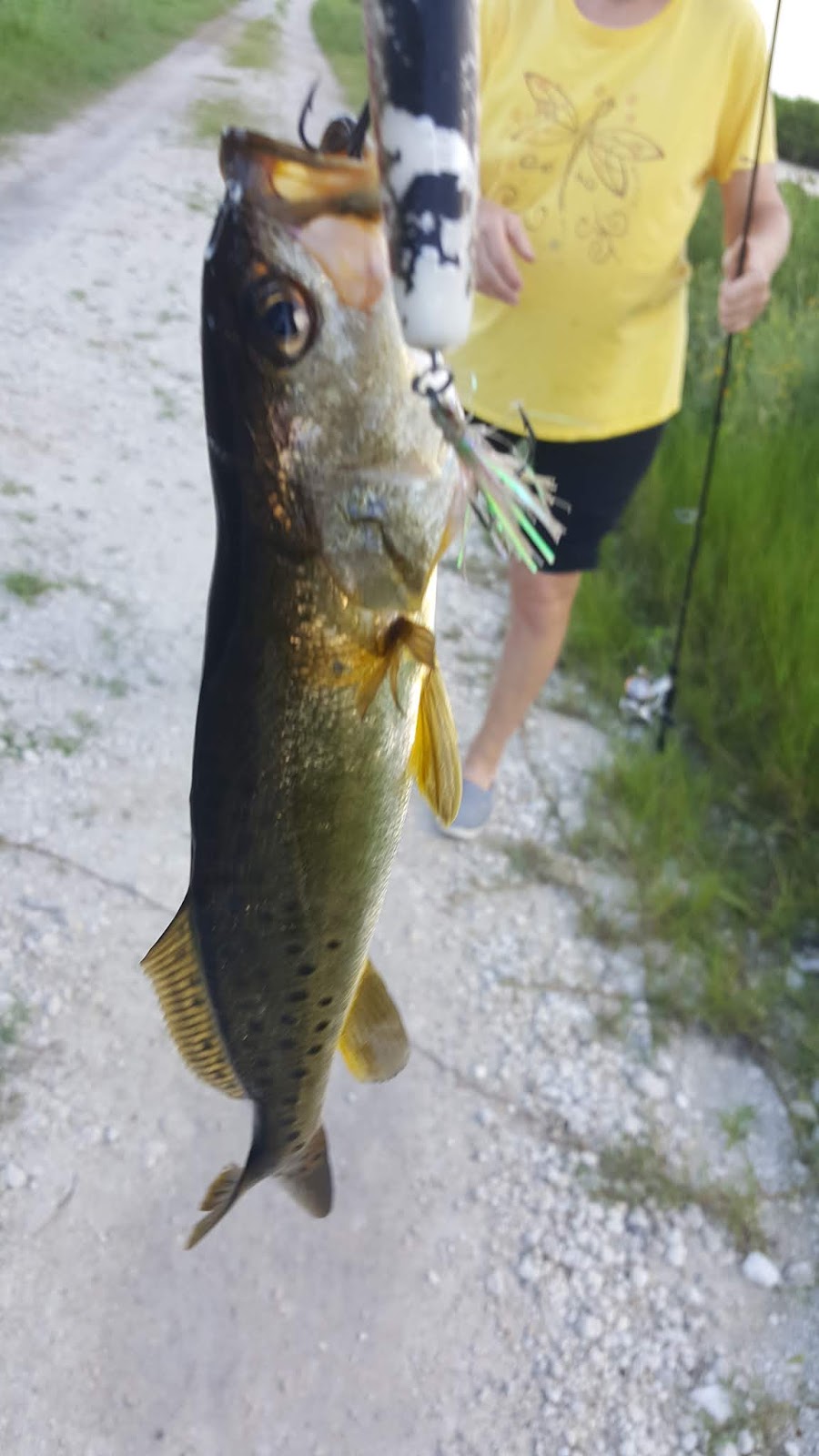 Mosquito Lagoon & Indian River Fishing: Learning How To Fish A Chug Bug