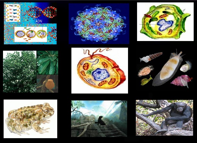 Evolución y Desarrollo Humano: Pasado de la Evolución Biológica