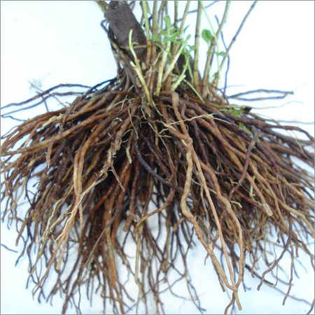 STEVIA CULTIVATION IN INDIA: GALLERY