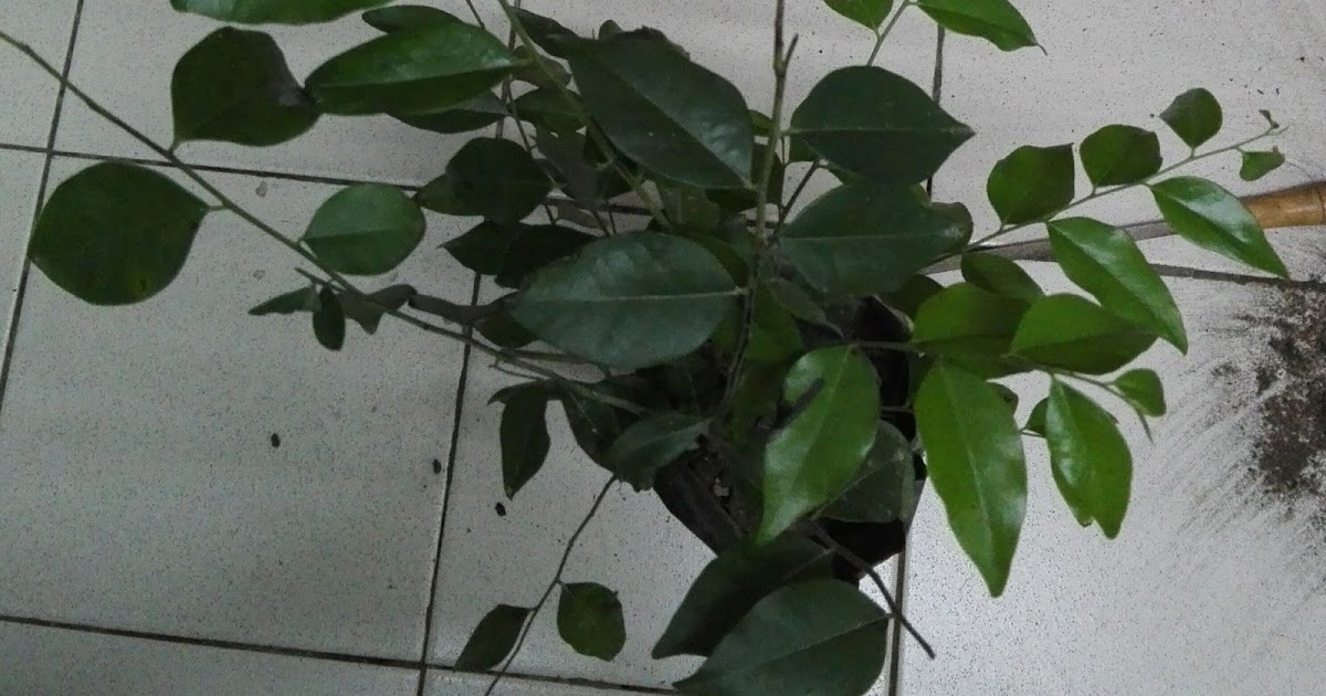 ZAMRUD TECHNOLOGY: Dari Gua Musang ke Johor ~ Anak Pokok Kemuning Hitam ...