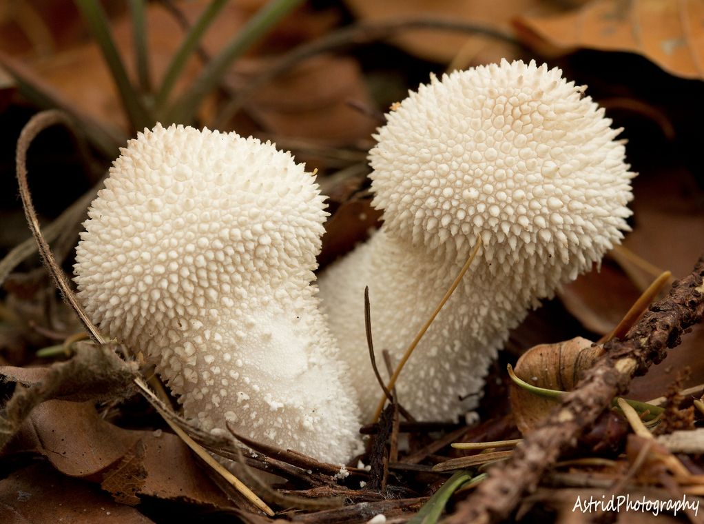 Trees, Plants, Flowers