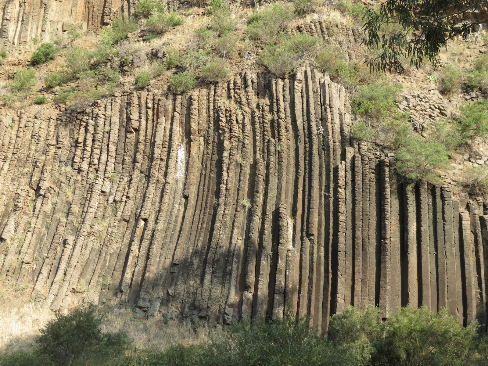 YOUNG BIRDER'S NOTES: ORGAN PIPES NATIONAL PARK