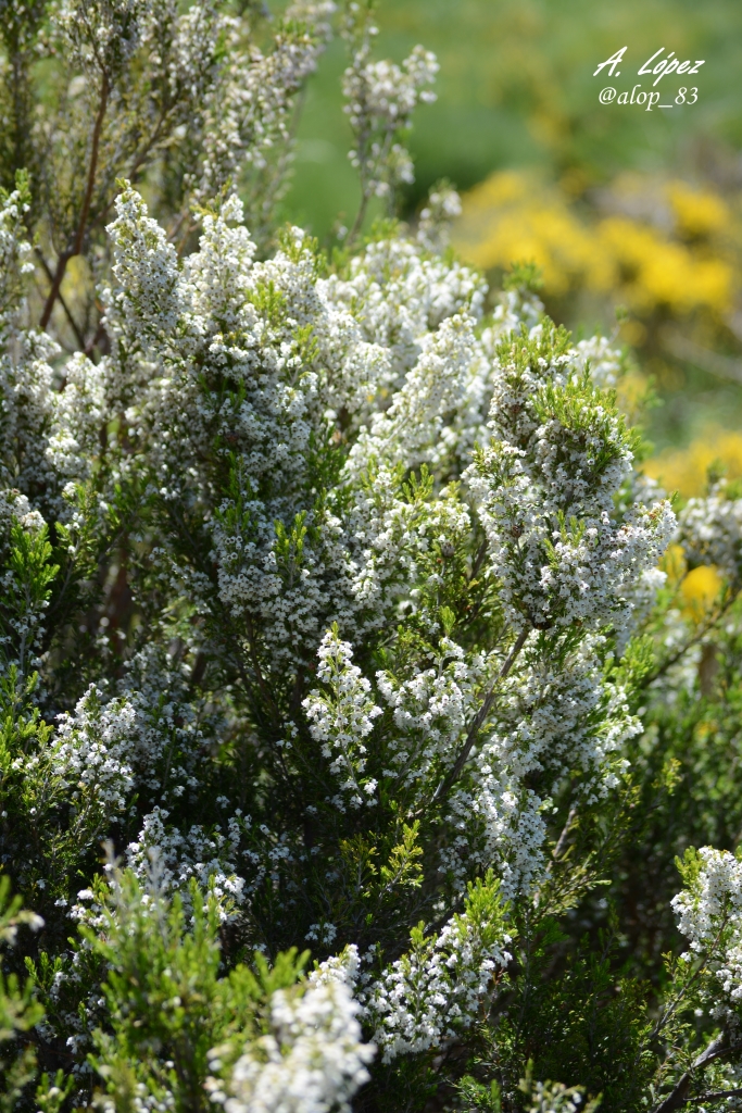 Flora de la Península Ibérica: Erica arborea L. (Fam. Ericaceae ...