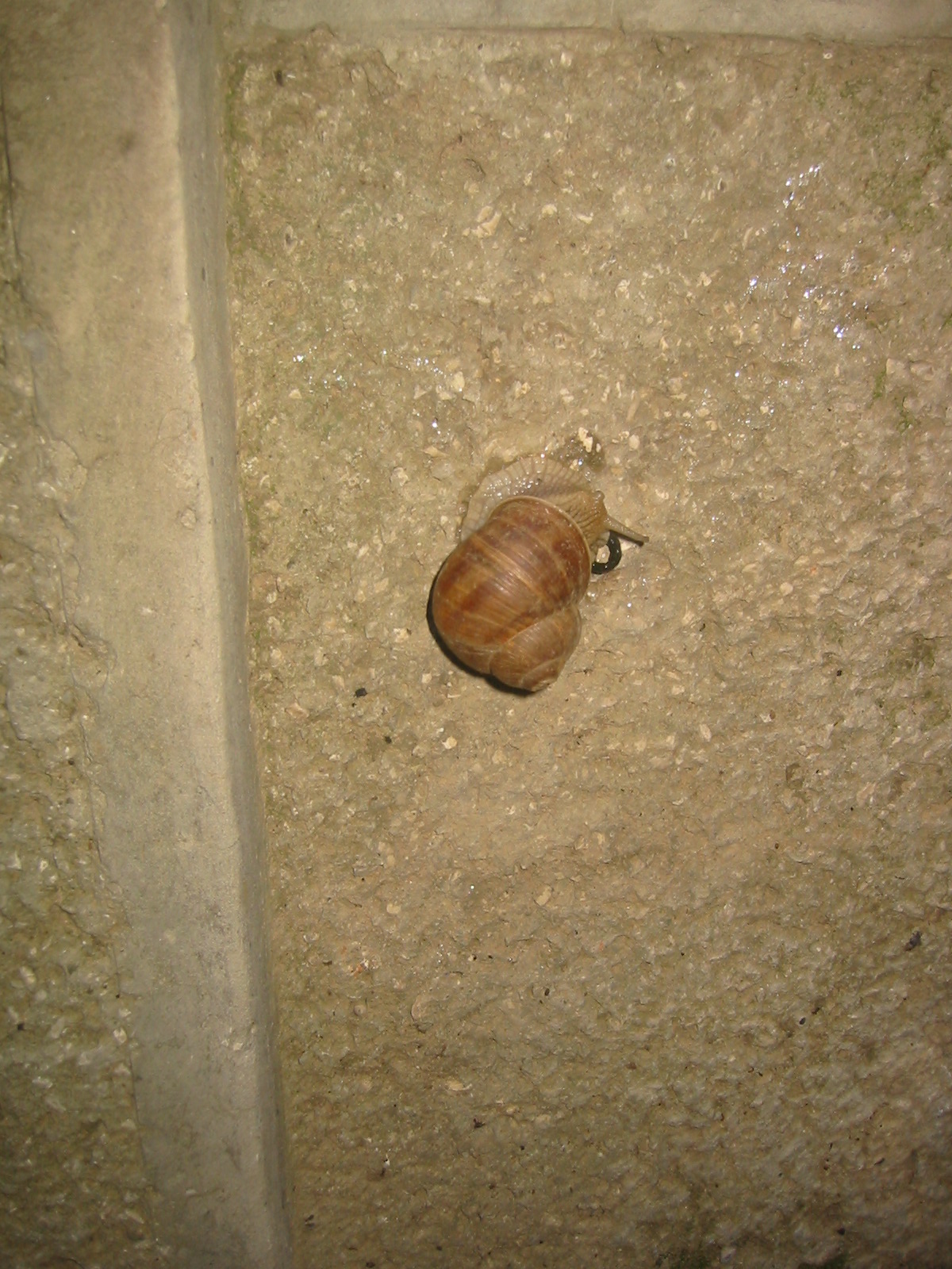 Blog de fotografii: Poze cu un melc