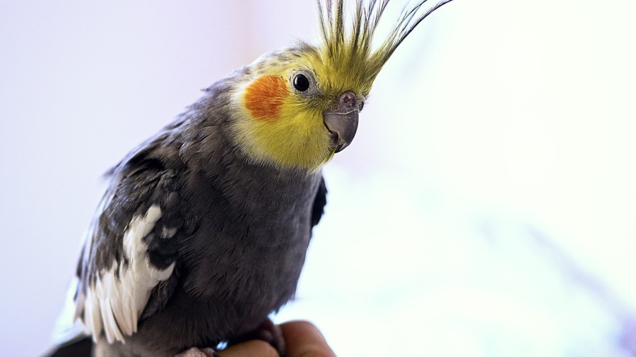 Peta - A calopsita !: Como melhorar a interação com a calopsita