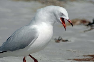 Short Fat Dictator: The Seagull