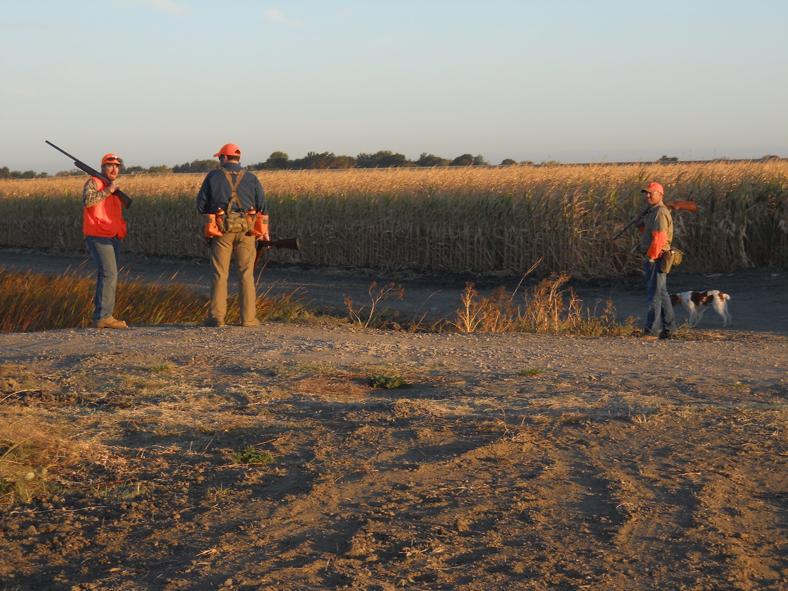 redbirddog - a hungarian pointer (vizsla) blog: Vizsla Stalking Rabbit