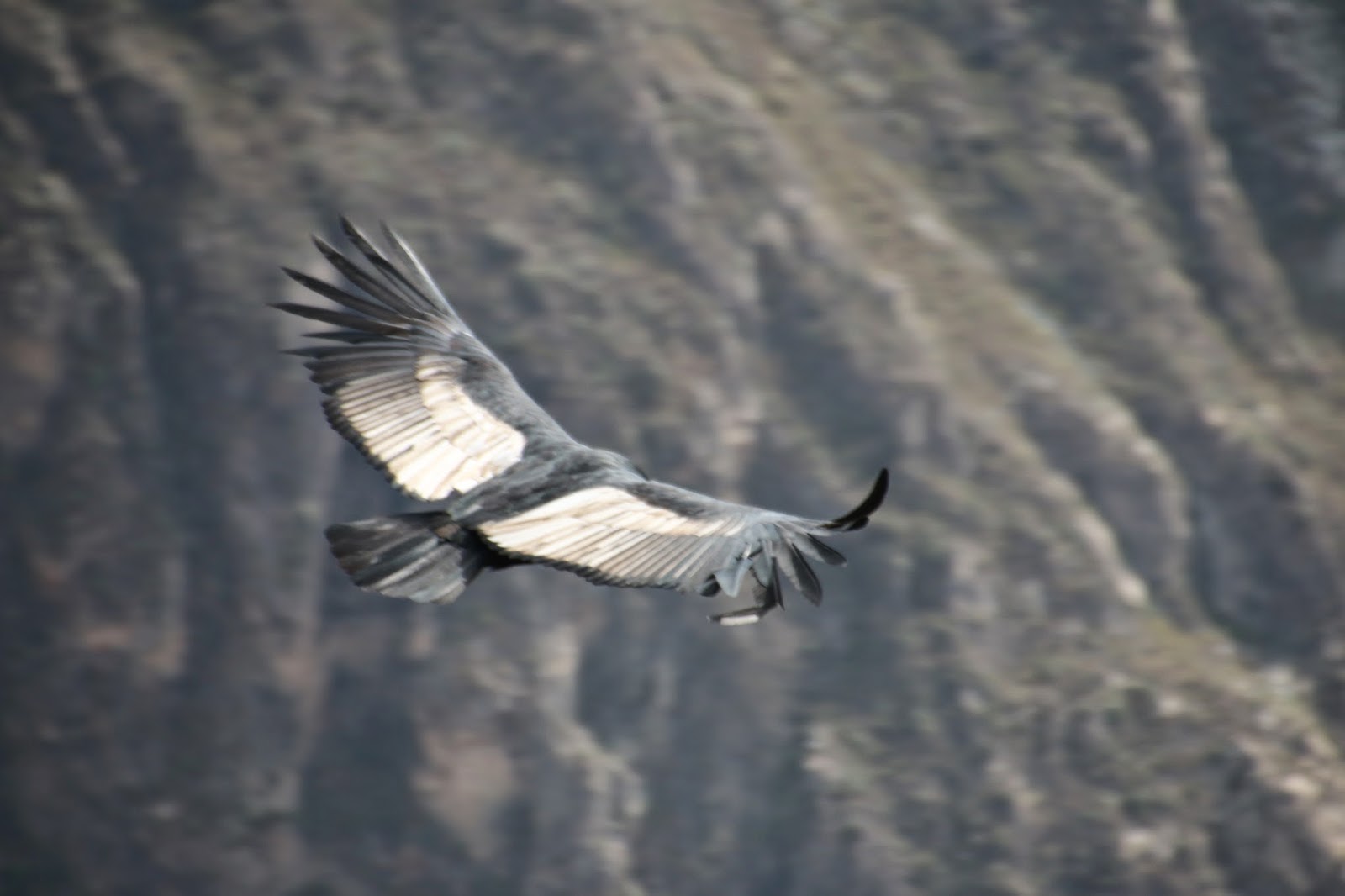 DECOUVERTE du PEROU: Les Condors