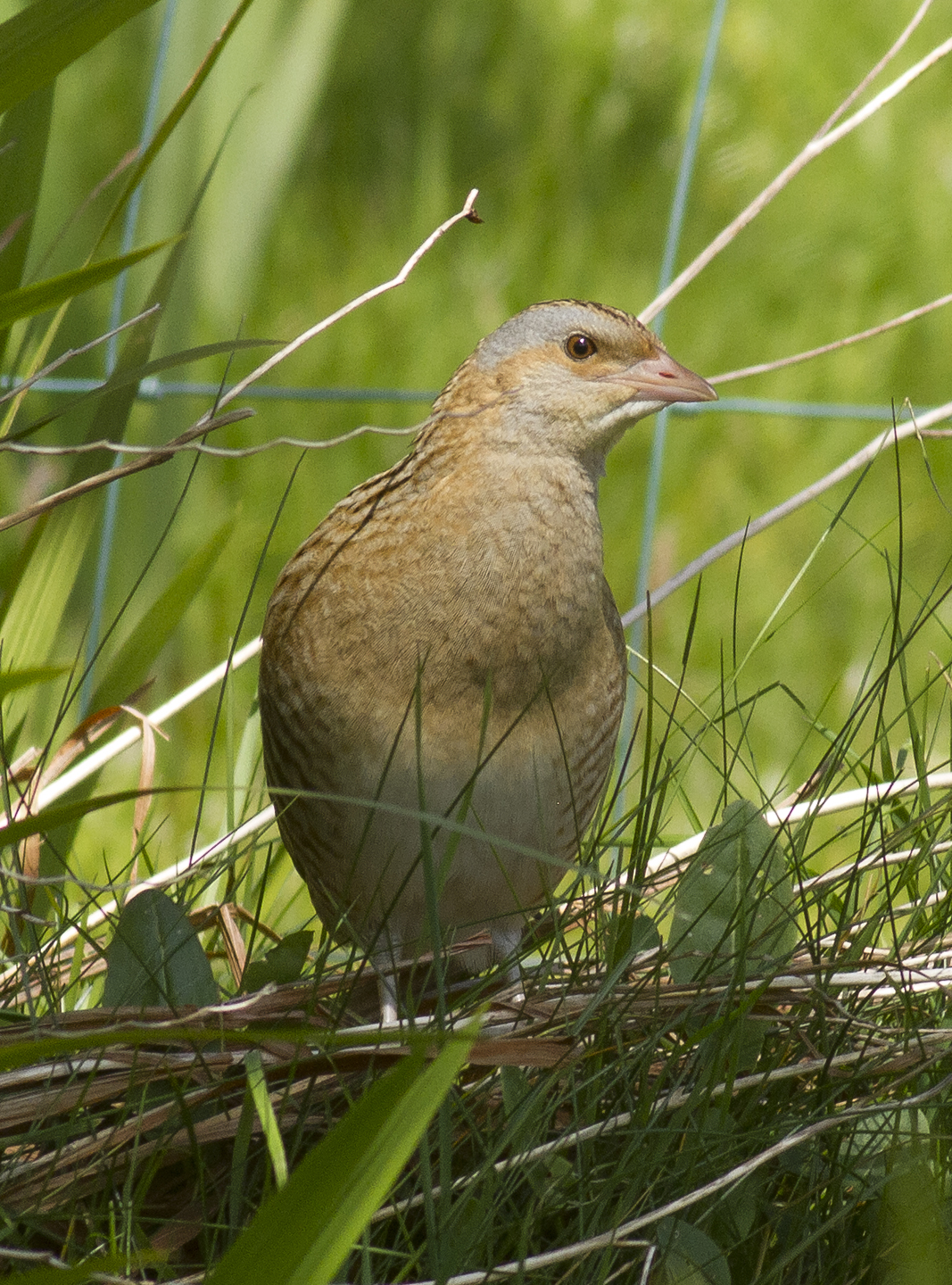 The Nature Quest: Scotland - Day 5