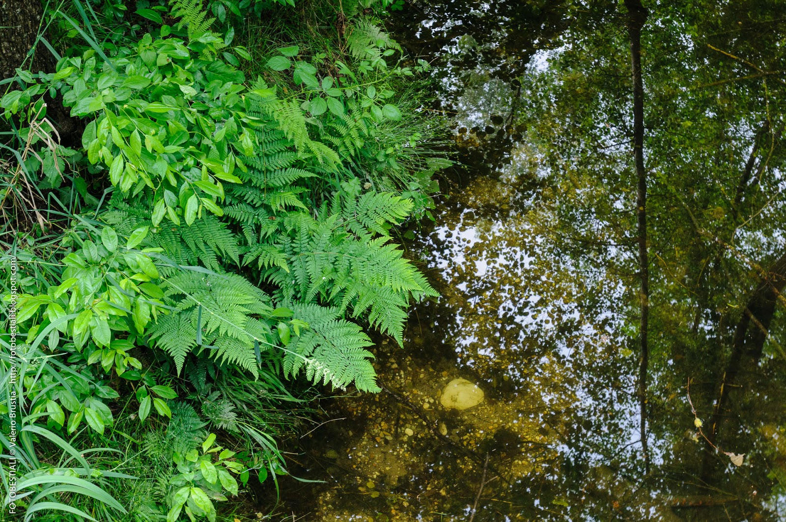 Fotobestiali: La Fagiana, il bosco di pianura del Parco del Ticino