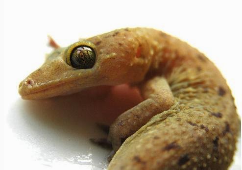 Gambar Cicak | Dunia Binatang