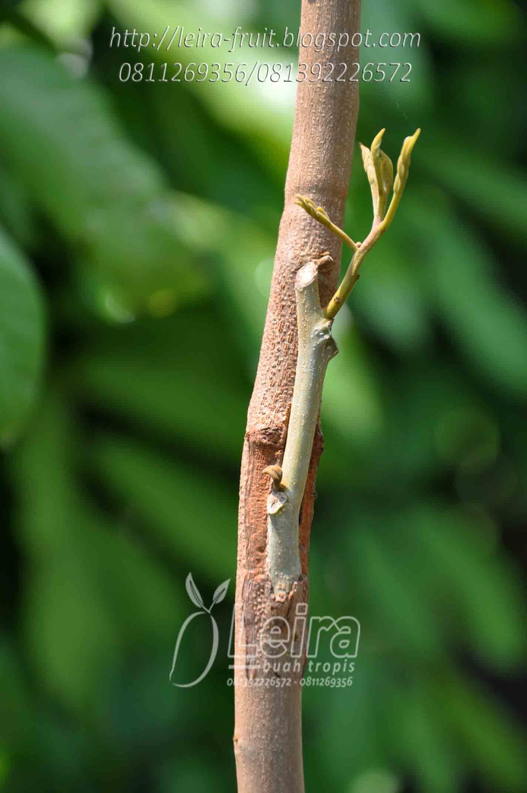 Sambung Sisip, Memodifikasi Teknik Okulasi ~ Leira Buah Tropis
