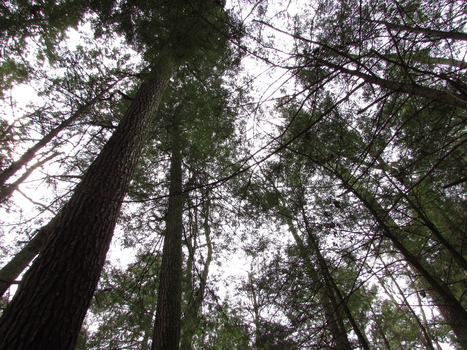 Cook Forest State Park: Tranquil Old Growth Forest, the Clarion River ...