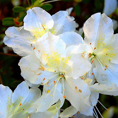 Capadia Designs: Flower and Photo Questions Answered