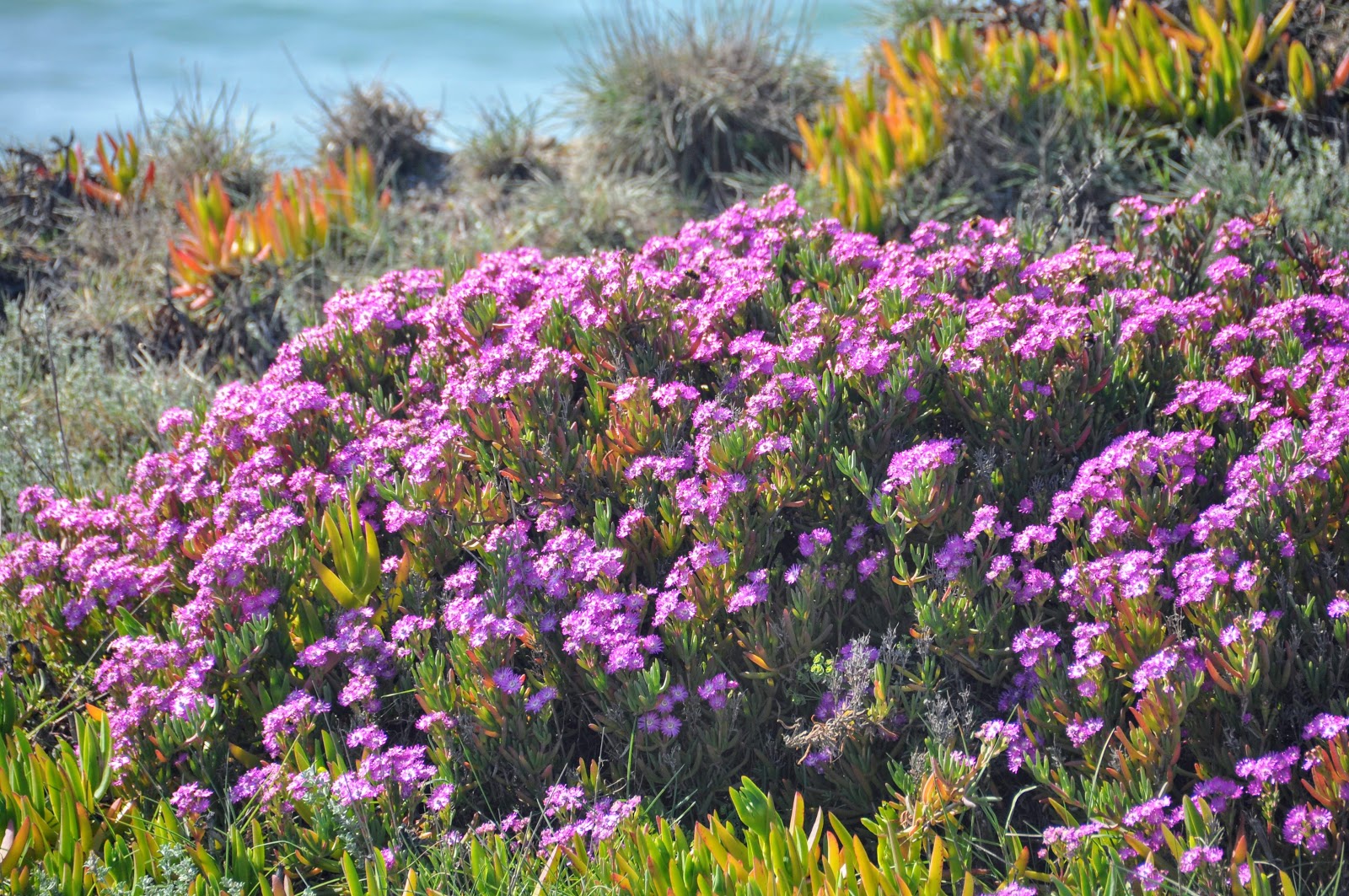 Veke In Portugal: Flora In Portugal