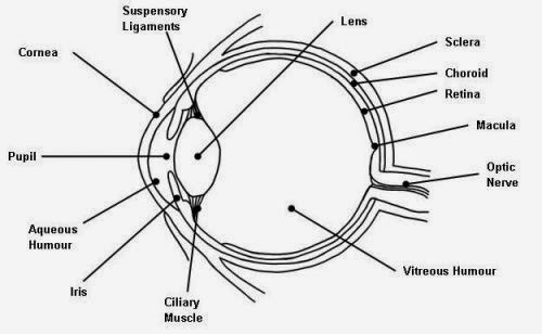 ForeverBiologist: The Cross section of the Human eye / Die dwarssnit ...