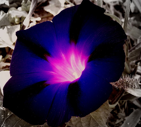 Enciclopedia Lunar: Flor De Luna