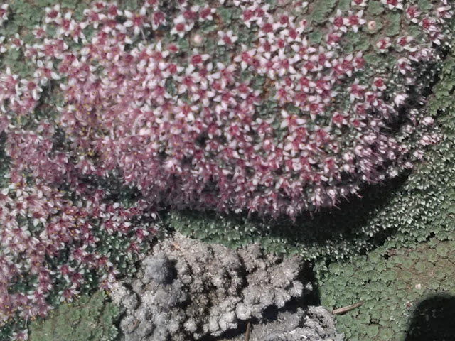 Out there with Tom: Finding the rare Kelseya rose in bloom