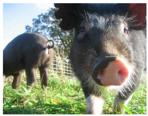 Fourteen Heritage Pig Breeds | Big Picture Agriculture