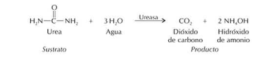 Bioquimica : Ureasa