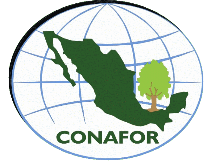 Noticiero Oye El mañanero: CONAFOR recibe más de 2 mil solicitudes de ...