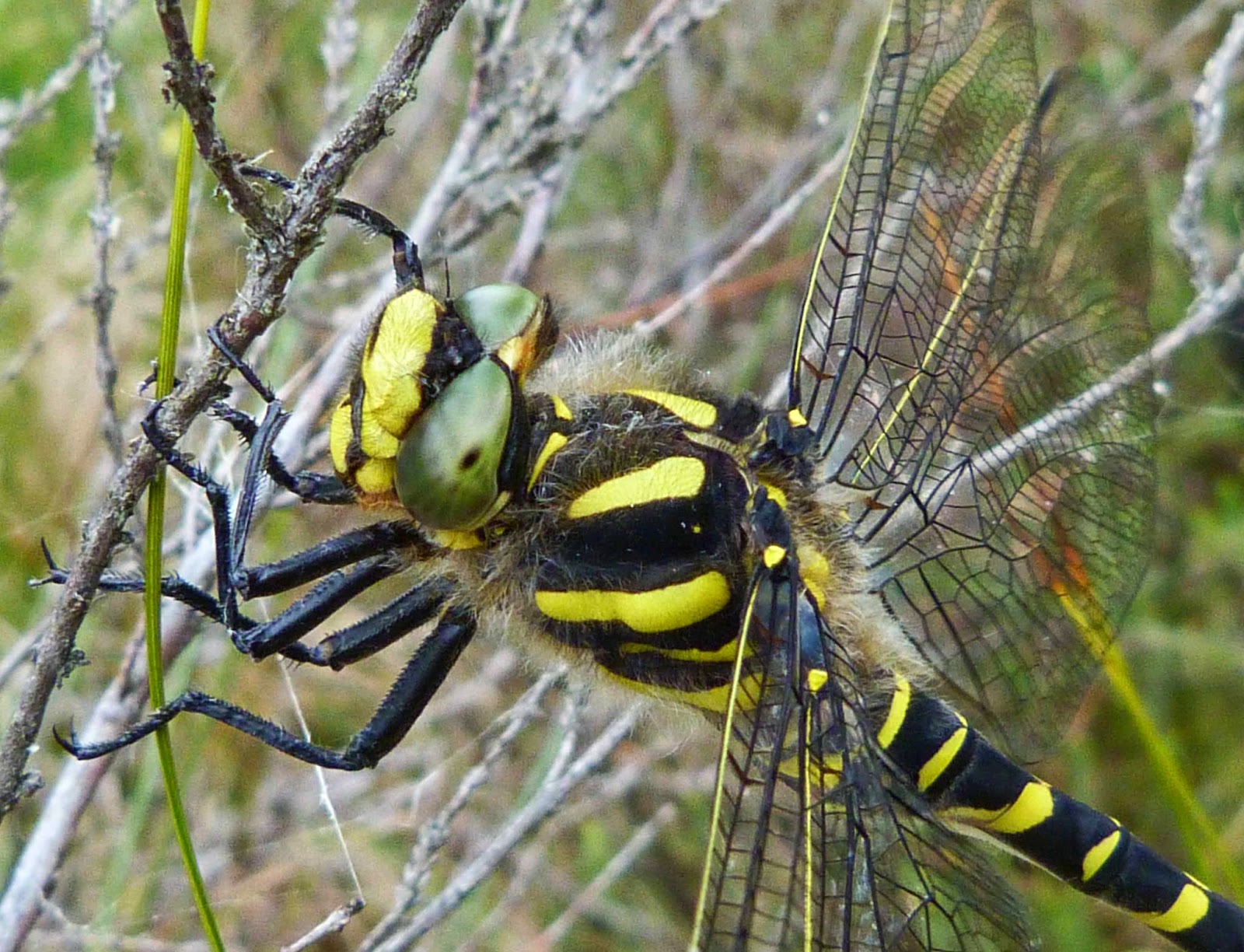 Insects of Scotland: Dragonflies/Damselflies
