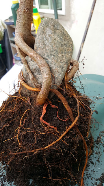 Bonsai-misadventures: Root over rock, roots are king