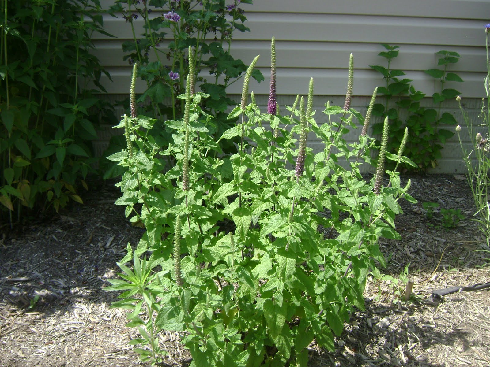 Tom'sGarden: Teucrium Hircanicum (Purple Tails)