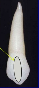 morfologia dental : morfologia