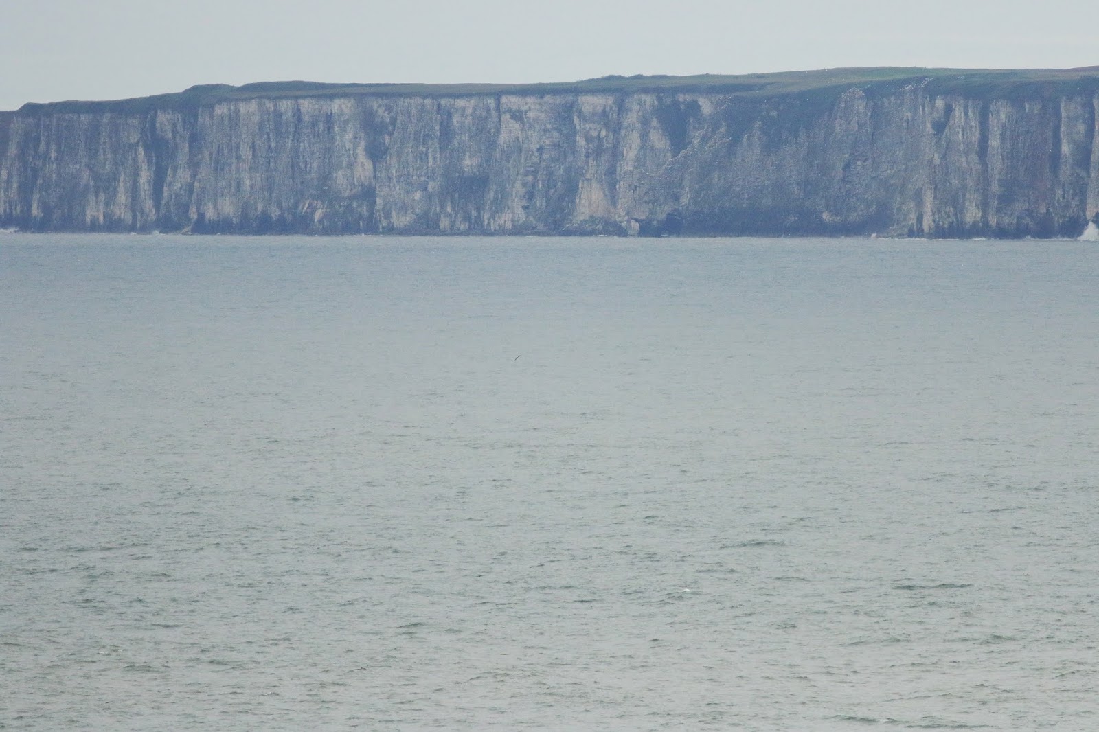 Mark James Pearson: Filey Black-browed Albatross, 2nd July 2020
