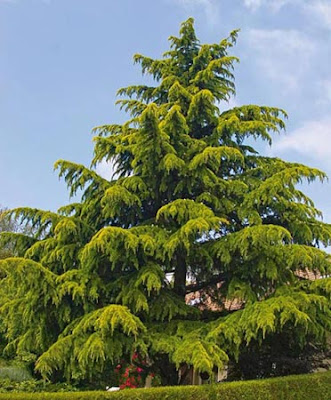 ARTE Y JARDINERÍA : CEDRO DEL ATLAS. Cedrus atlantica