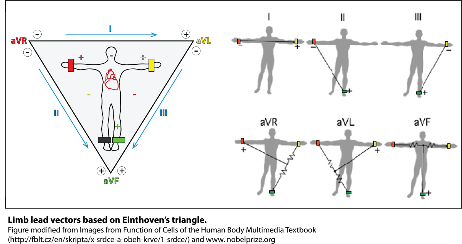 Everyday E(B)M: EKG Challenge No. 12 Case Conclusion: Because We're ...