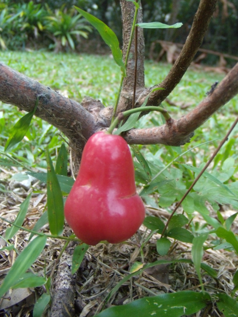 manna mania: my pokok jambu air...