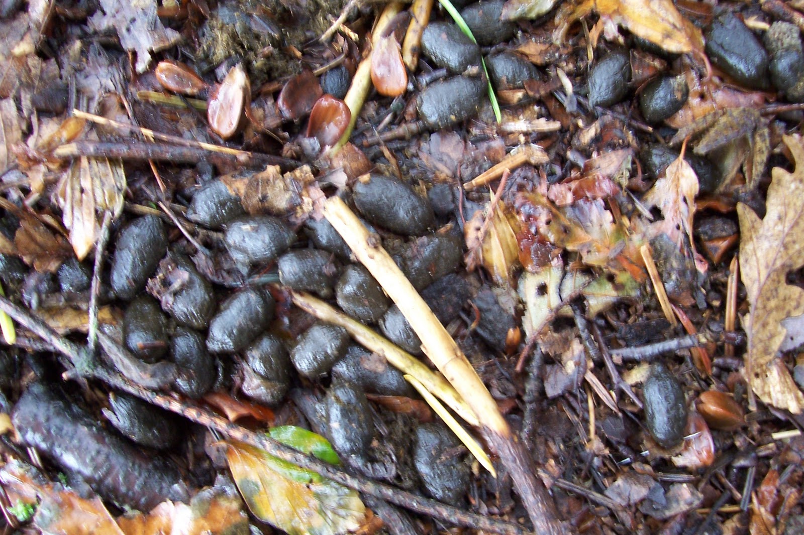 BUZZARD BUSHCRAFT: Following Fallow