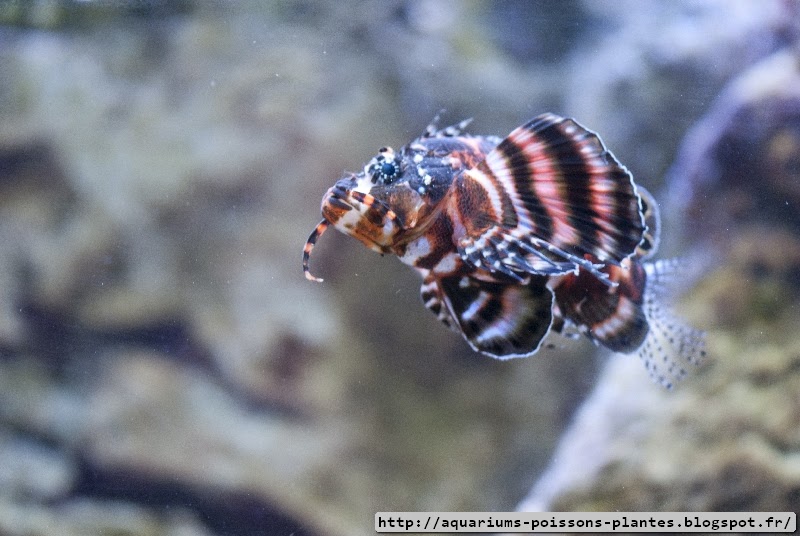 Aquariums, poissons et plantes d'eau douce: La rascasse volante (red ...
