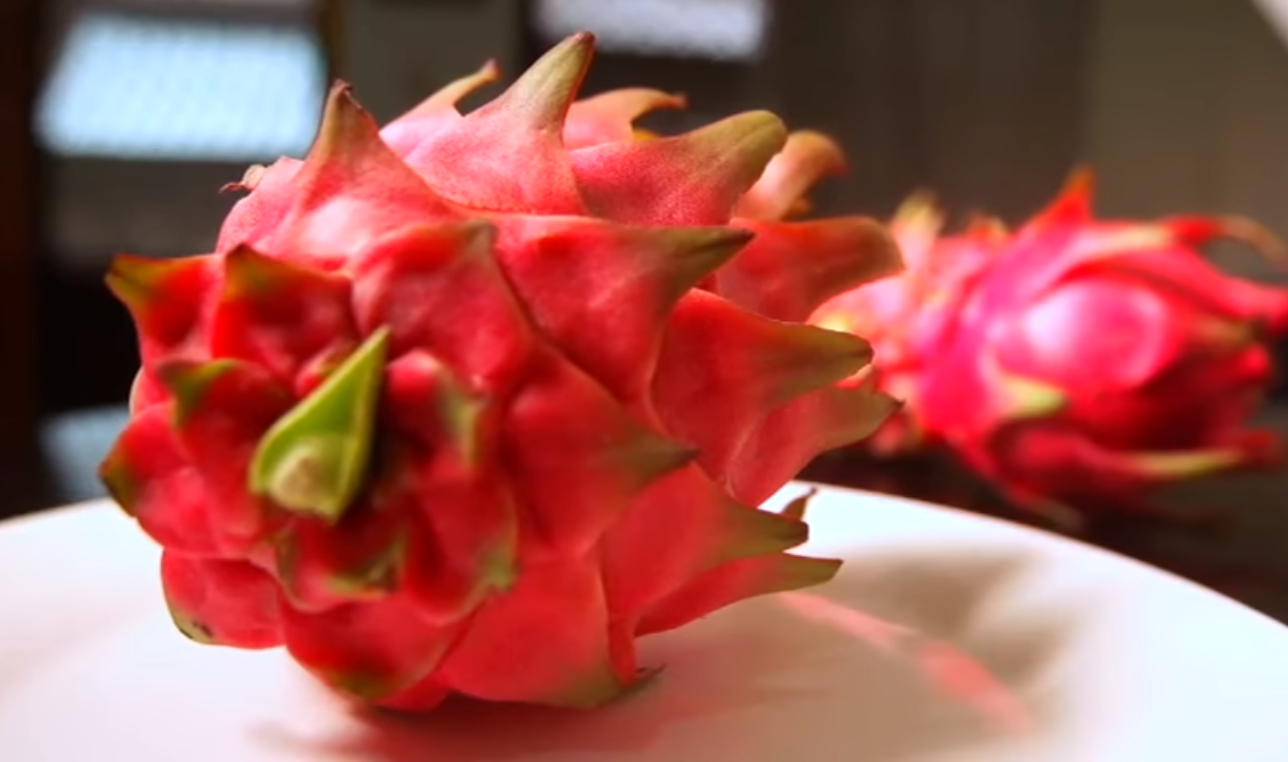 Classification and Morphology of Dragon Fruit Plants - FRUITS