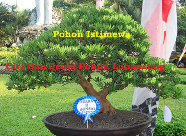 Ciri Dan Jenis Tanaman (Pohon) Lohansung Yang Unik