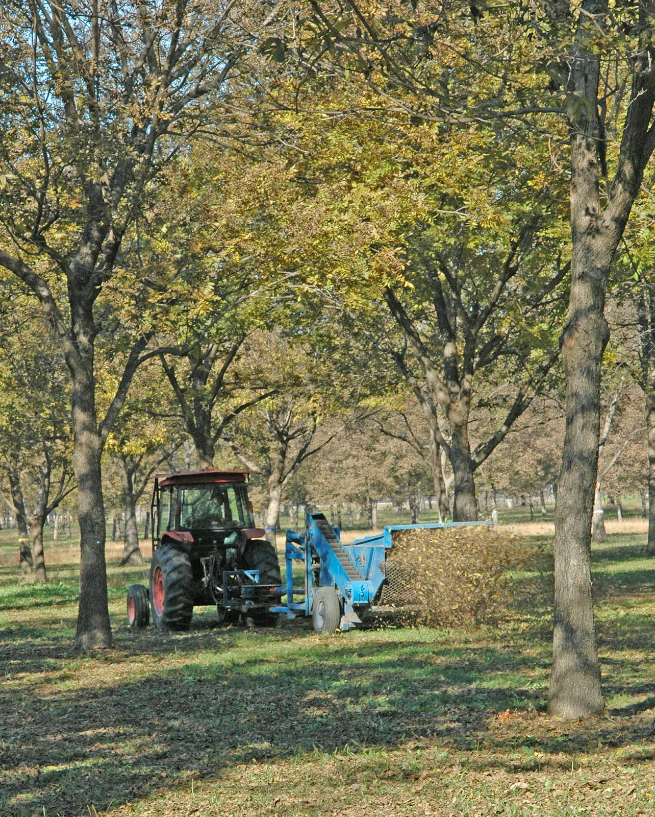 Northern Pecans: Harvesting Pawnee pecans