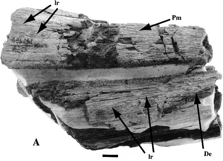 The Coastal Paleontologist: The last decade of Marine vertebrate ...