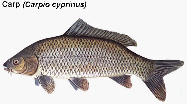 Fish: Common Carp Fish-Cyprinus Carpio - veterinary online